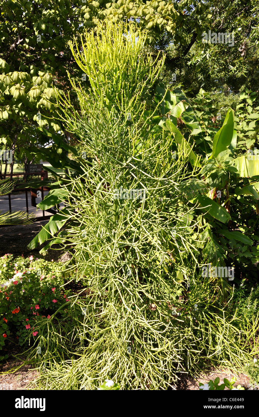 Euphorbia Tirucalli Stock Photos & Euphorbia Tirucalli Stock Images - Alamy