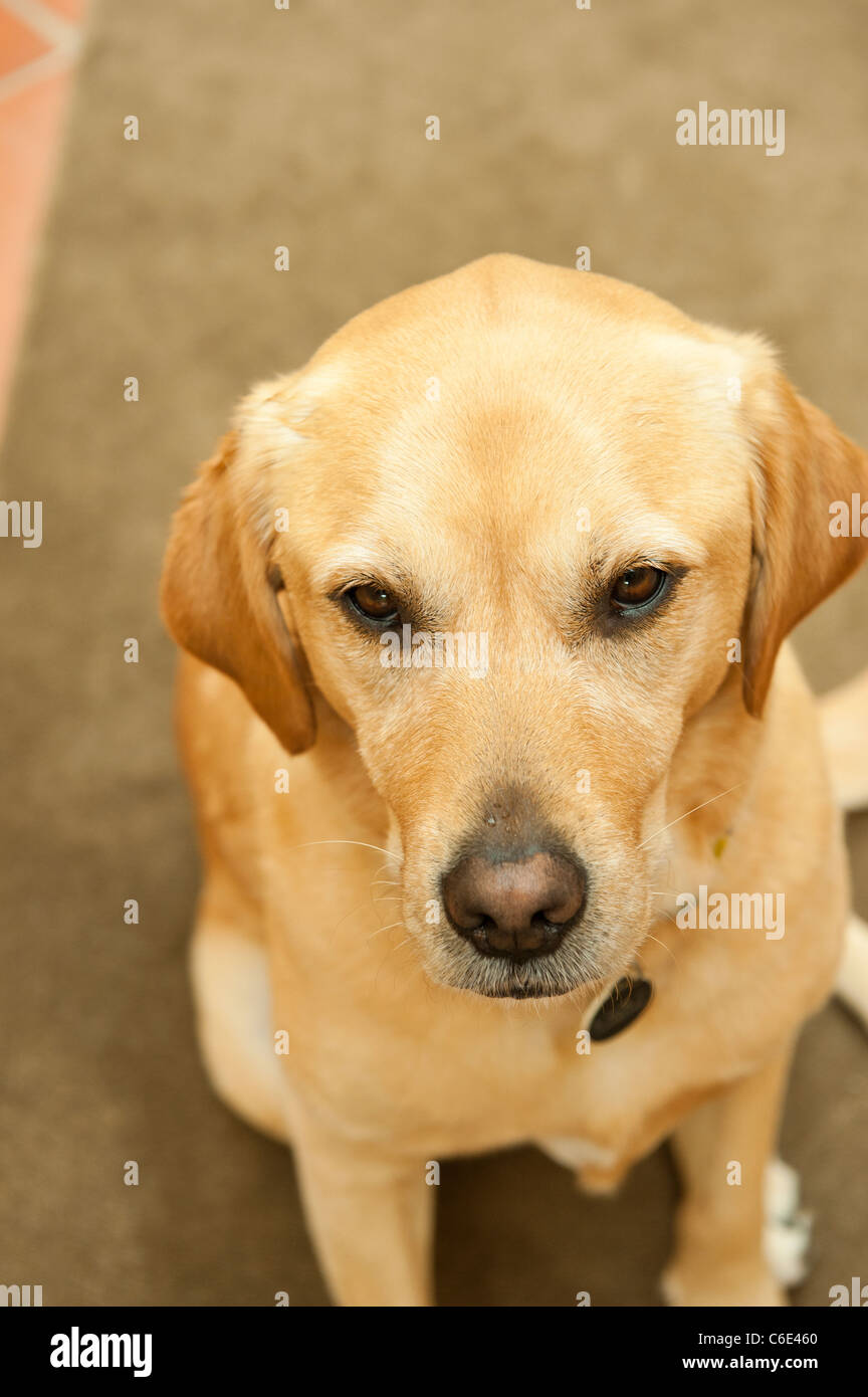 Golden Labrador dog looking mad Stock Photo - Alamy