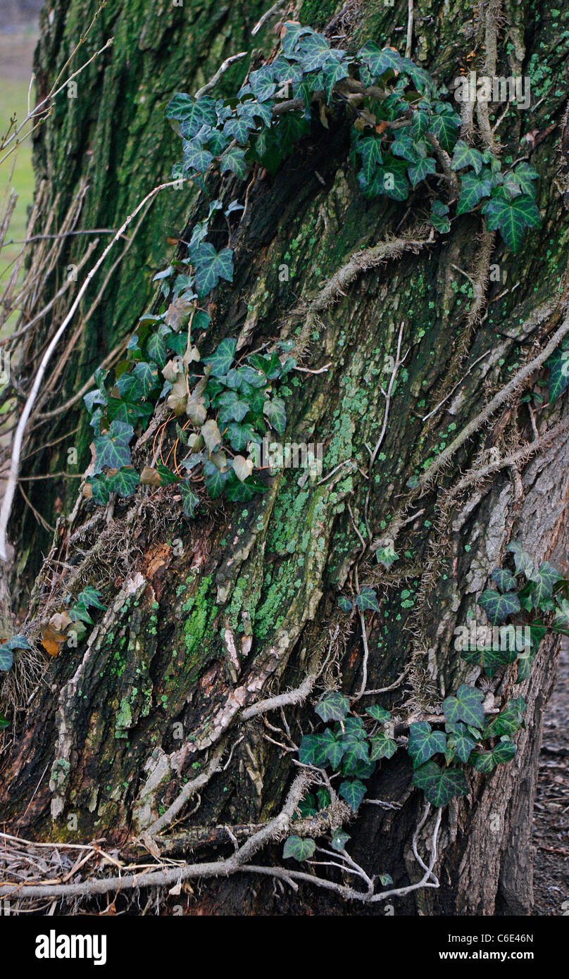 Sycamore tree roots hi-res stock photography and images - Alamy