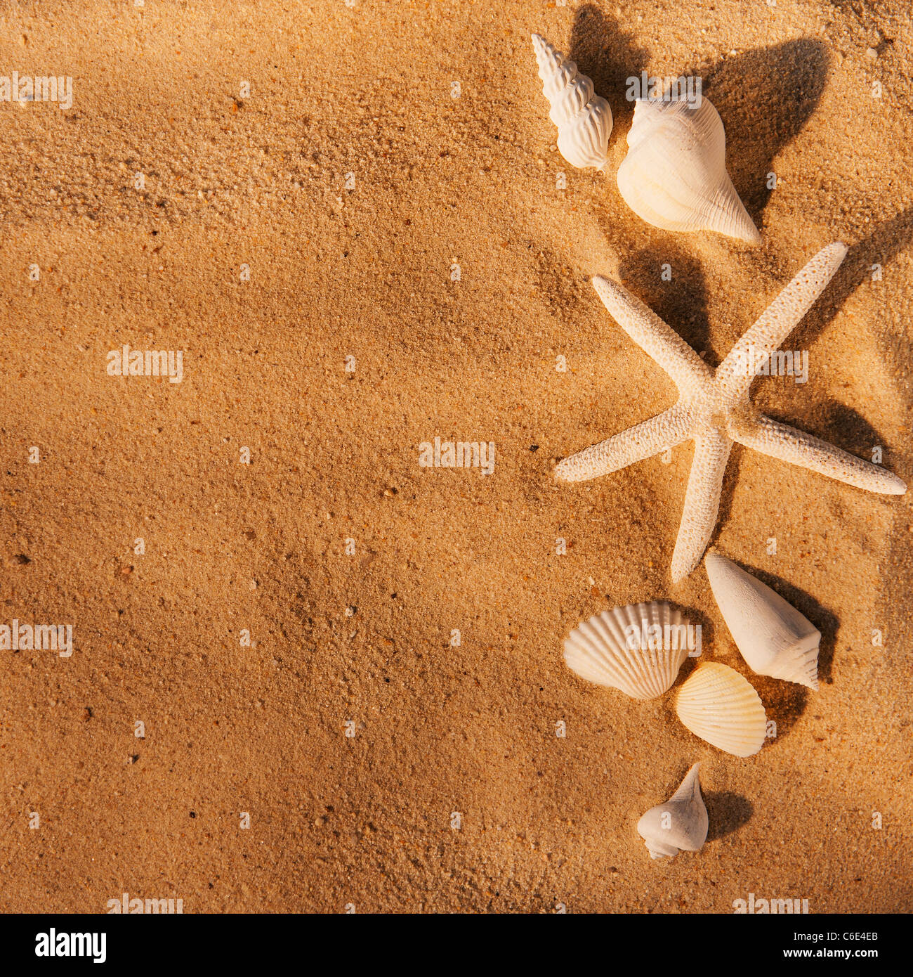 Sea shells on sand Stock Photo - Alamy