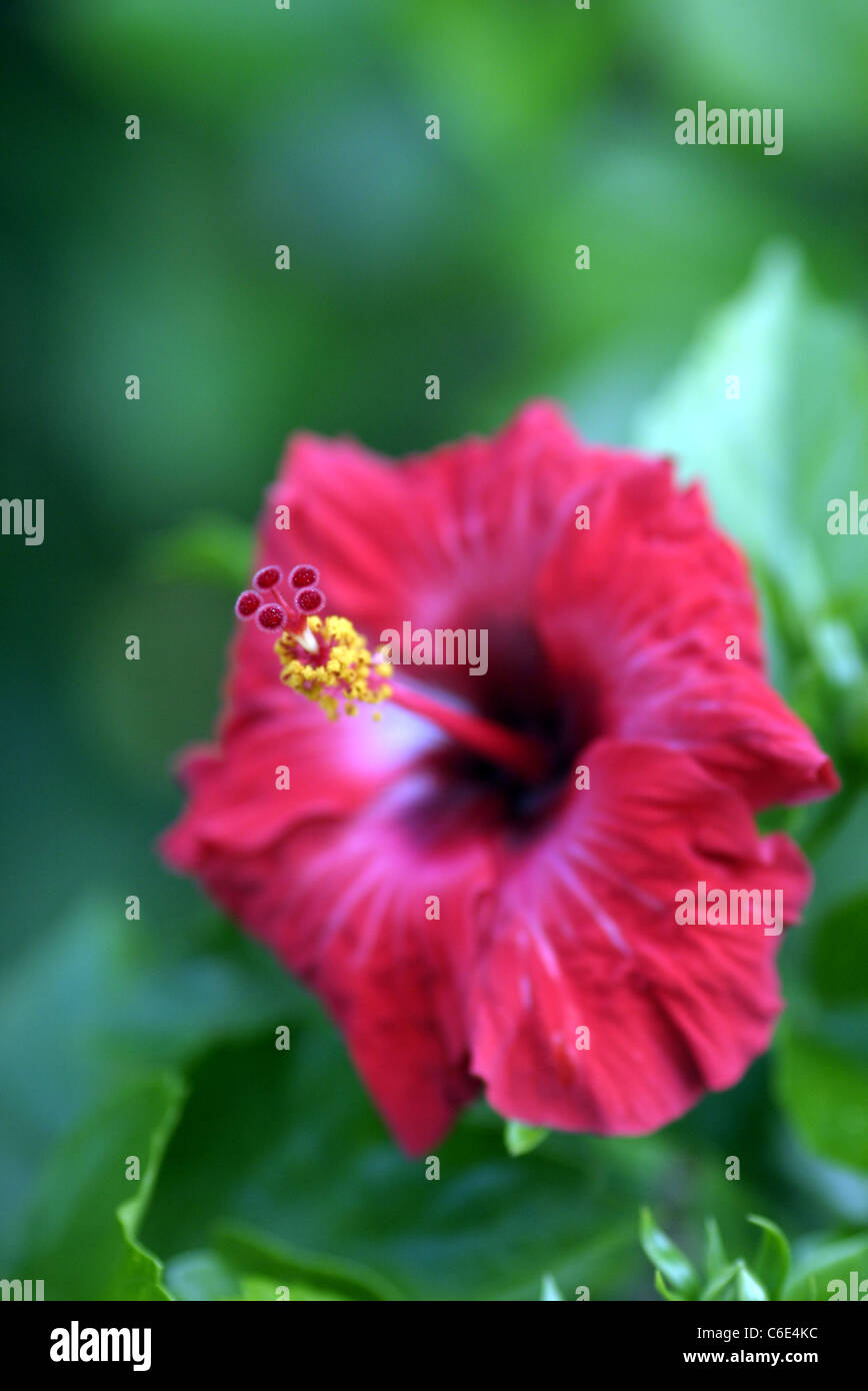 Atua hi-res stock photography and images - Alamy