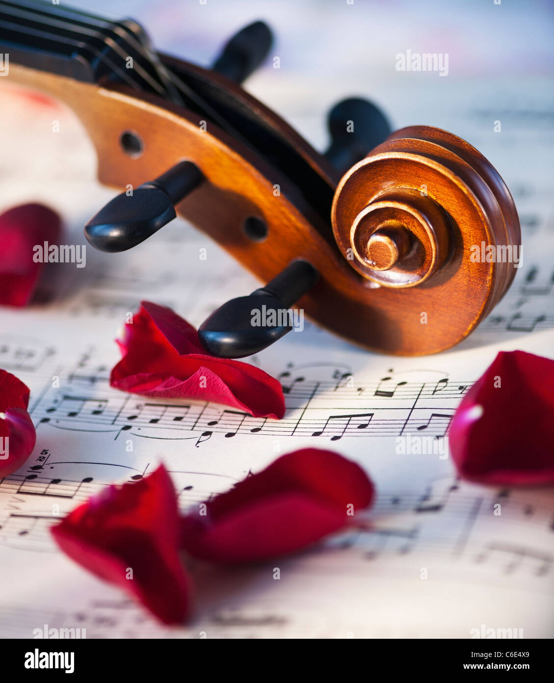 Violin music instrument rose hi-res stock photography and images - Alamy