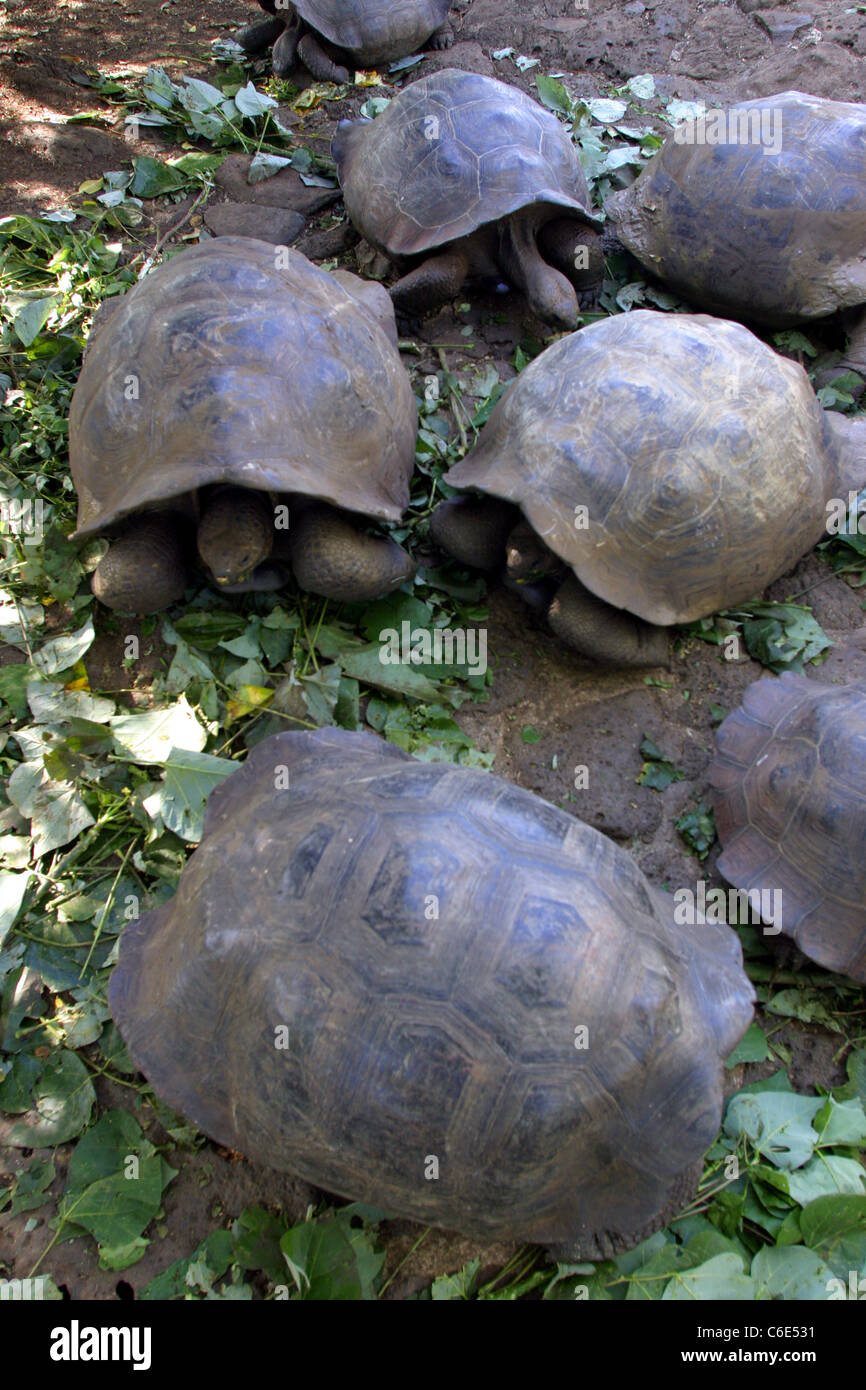 Giant tortoise feeding at La Galapaguera Stock Photo - Alamy