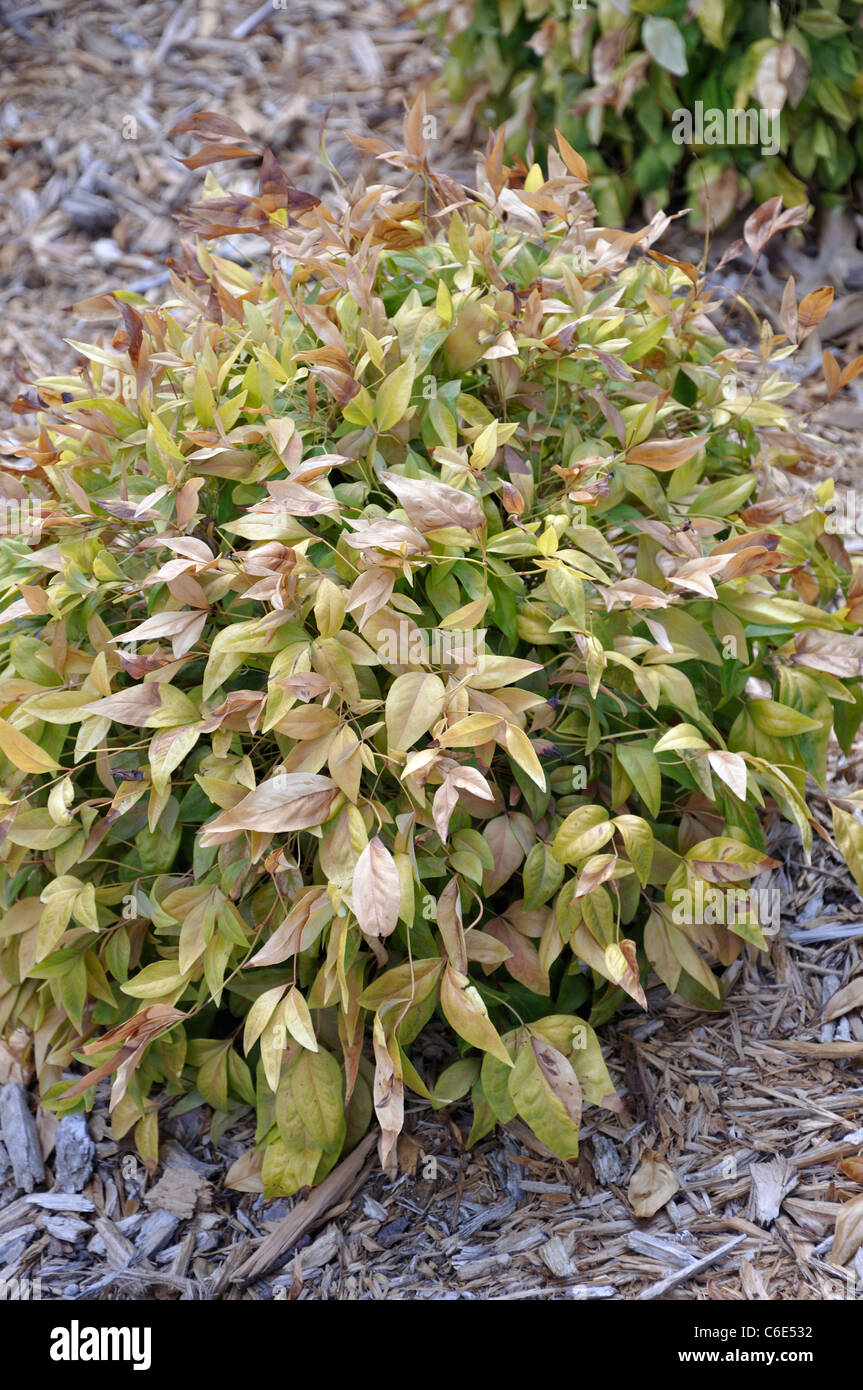 Dwarf Firepower Heavenly Sacred Bamboo - Nandina Domestica Stock Photo ...