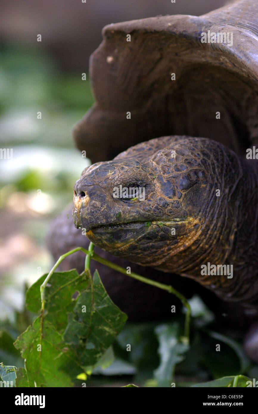 Giant tortoise feeding on leaves at La Galapaguera Stock Photo - Alamy