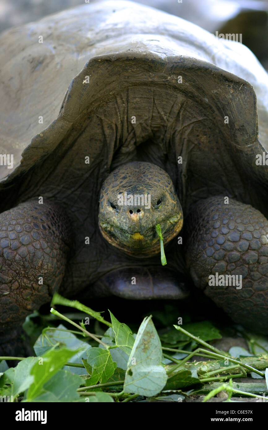 Giant tortoise feeding on leaves at La Galapaguera Stock Photo - Alamy