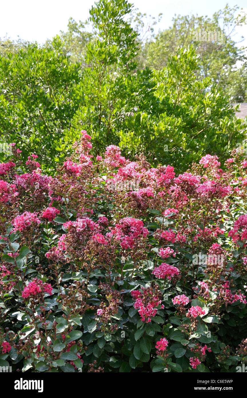 Dwarf Crape Myrtle Crepe Lagerstroemia Indica Stock Photo - Alamy