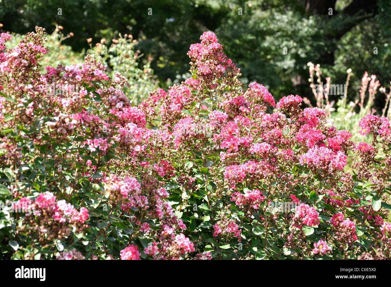 Dwarf Crape Myrtle Crepe Lagerstroemia Indica Stock Photo - Alamy