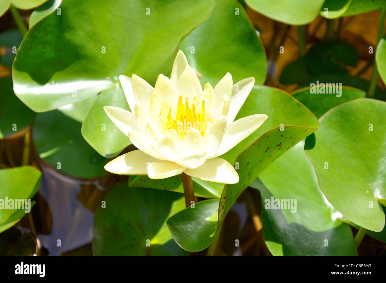 Water lily - Nymphaeaceae Stock Photo - Alamy