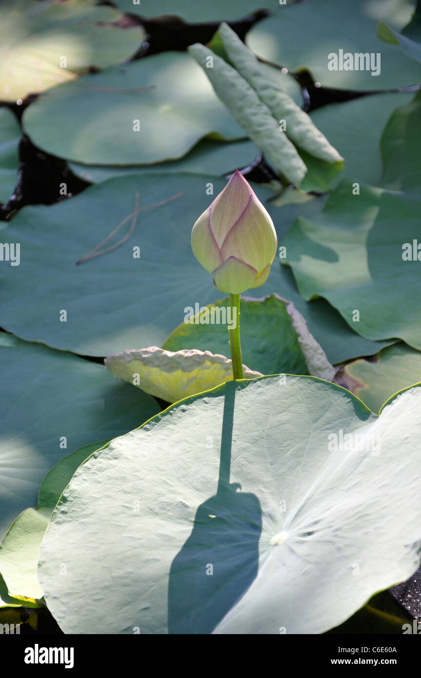 Water lily - Nymphaeaceae Stock Photo - Alamy