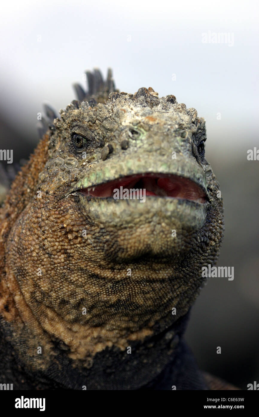 Marine iguana warming up on a rock after eating algae in the ocean ...