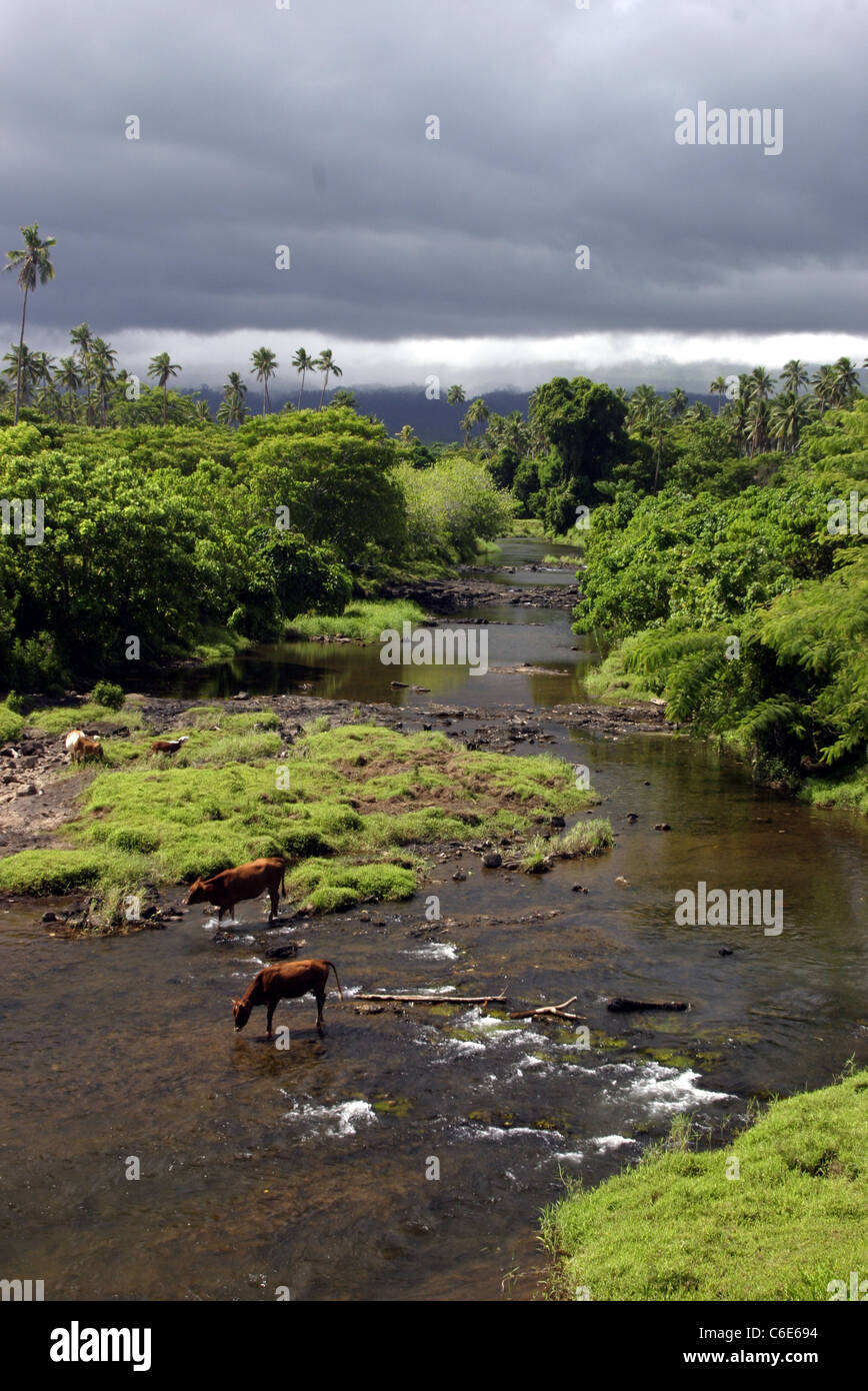 Cattle cool off in the river. Gautavai, Palauli, Savai'i, Samoa, South ...