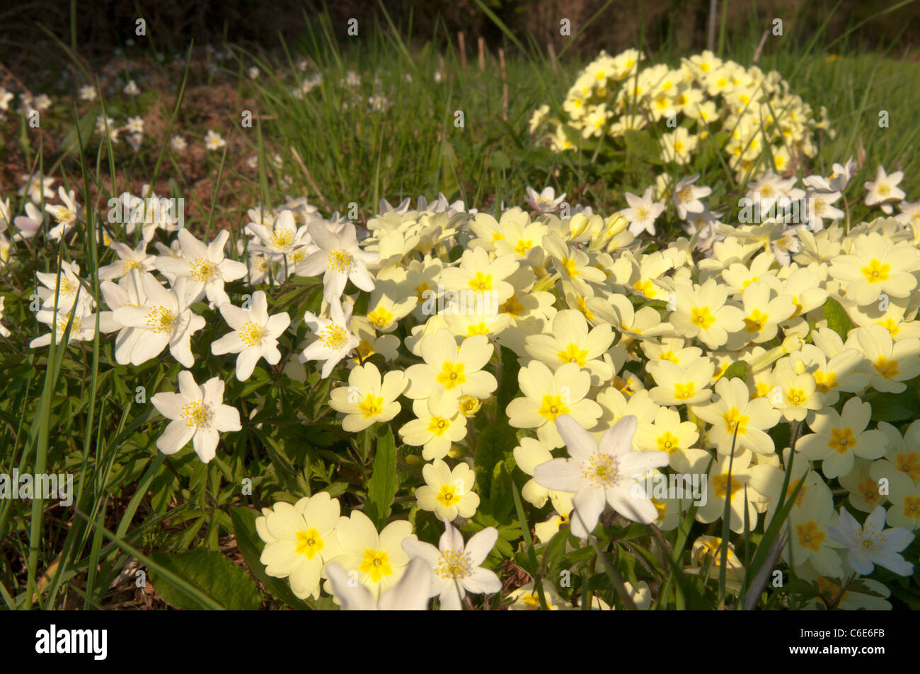 Primrose (Primula vulgaris) and Wood anemone (Anemone nemorosa ...