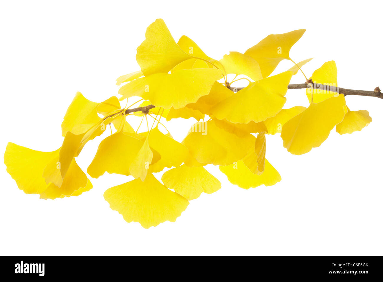 Ginkgo leaf medicine hi-res stock photography and images - Alamy