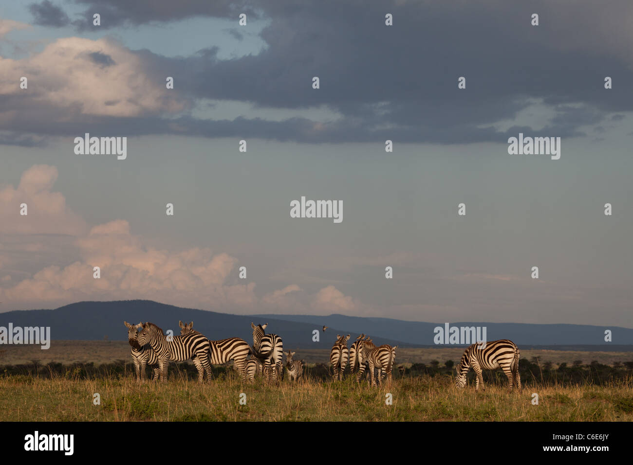 Herd of Burchell's Zebra gather on the Masai Mara before sunset with ...