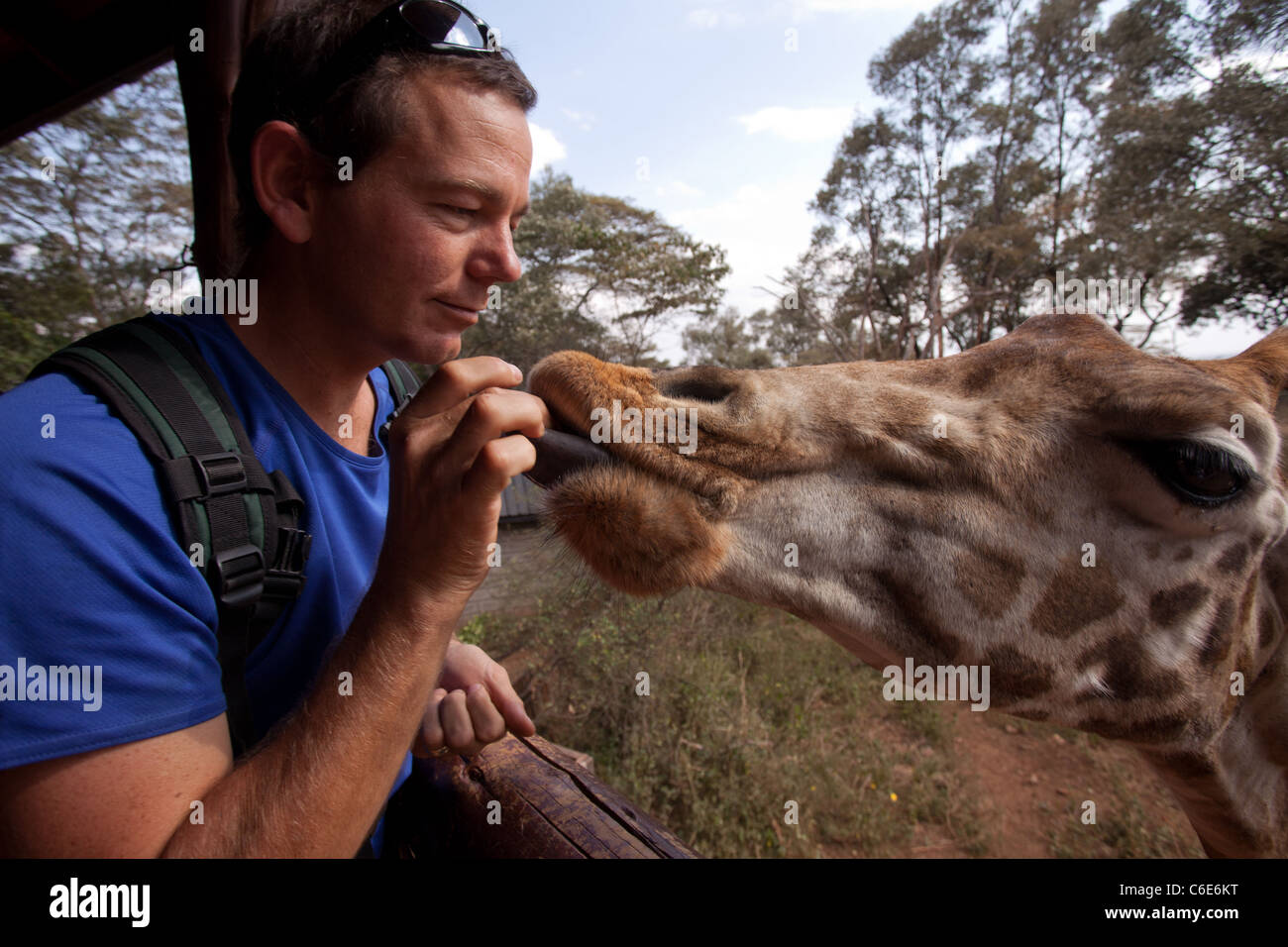 Man feeding Rothschild Giraffe at Giraffe Center in Nairobi, Kenya ...