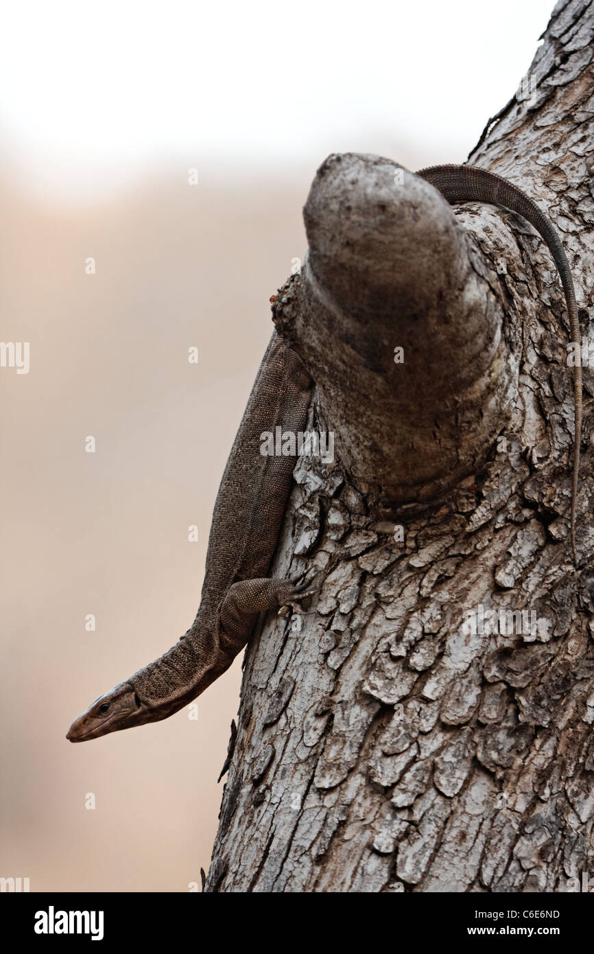 Monitor Lizard moving on a tree at Ranthambhore, India Stock Photo - Alamy