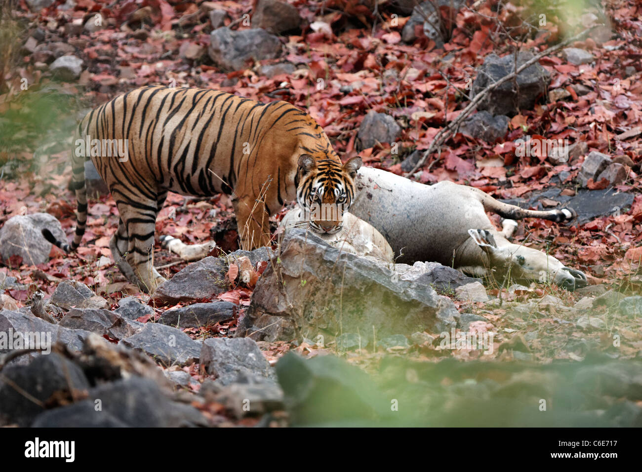 Bengal tiger eating hi-res stock photography and images - Alamy