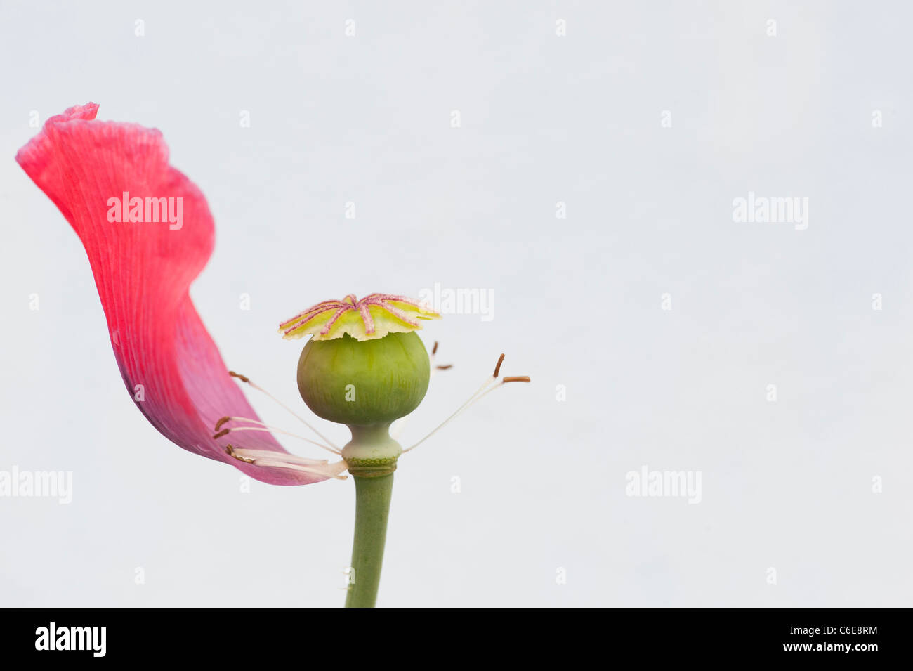 Papaver somniferum. Poppy Seed head on white background Stock Photo - Alamy