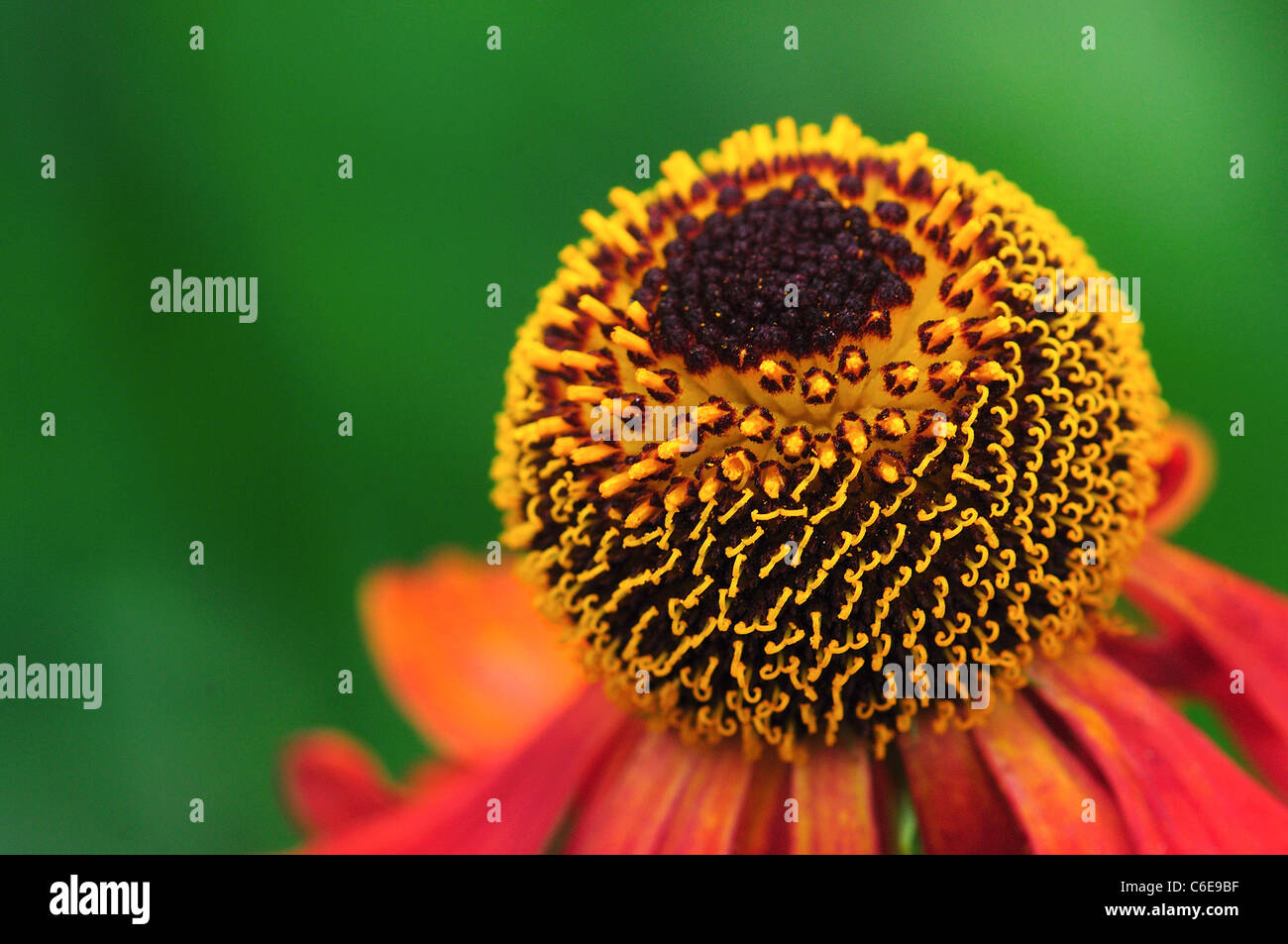 A helenium flower with its copper red petals in a garden UK Stock Photo ...