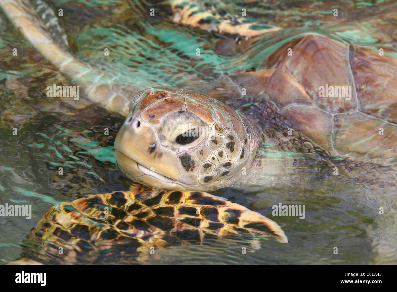 Sea turtle comes up for air Stock Photo - Alamy