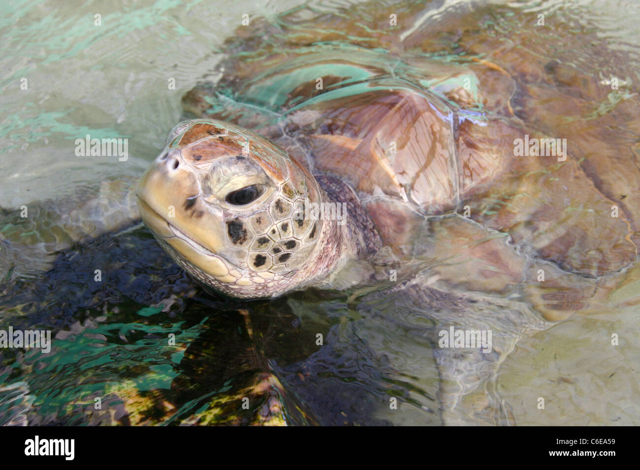 Turtle push up hi-res stock photography and images - Alamy