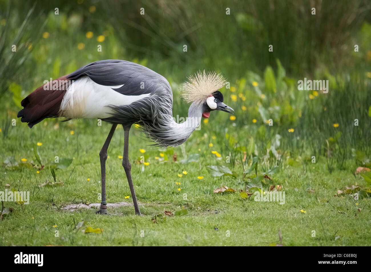 European crane hi-res stock photography and images - Alamy