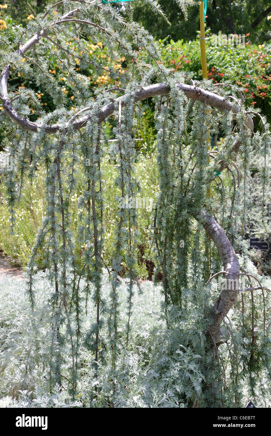 Weeping Blue Atlas Cedar Cedrus Libani Stock Photo - Alamy