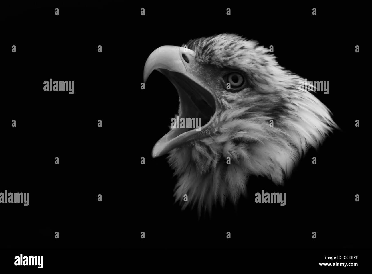 American bald eagle Black and White Stock Photos & Images - Alamy