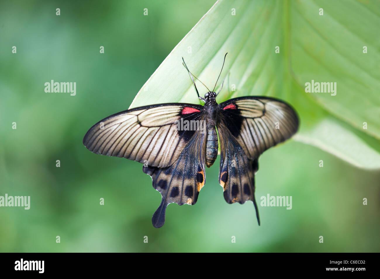 Ruby Spotted Swallowtail Butterfly High Resolution Stock Photography ...