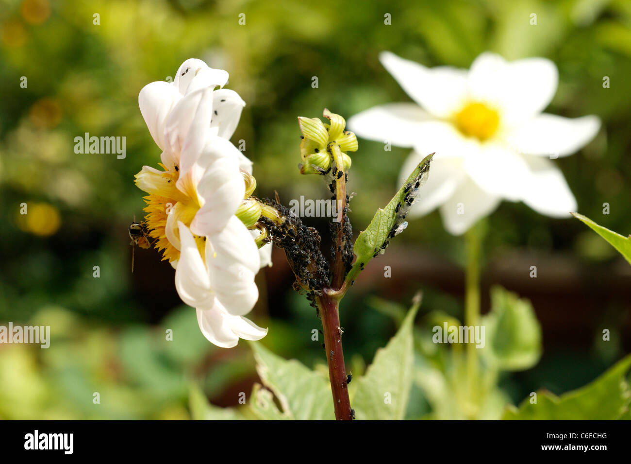 blackfly (black fly) on dahlias flowers known to be susceptible to this ...