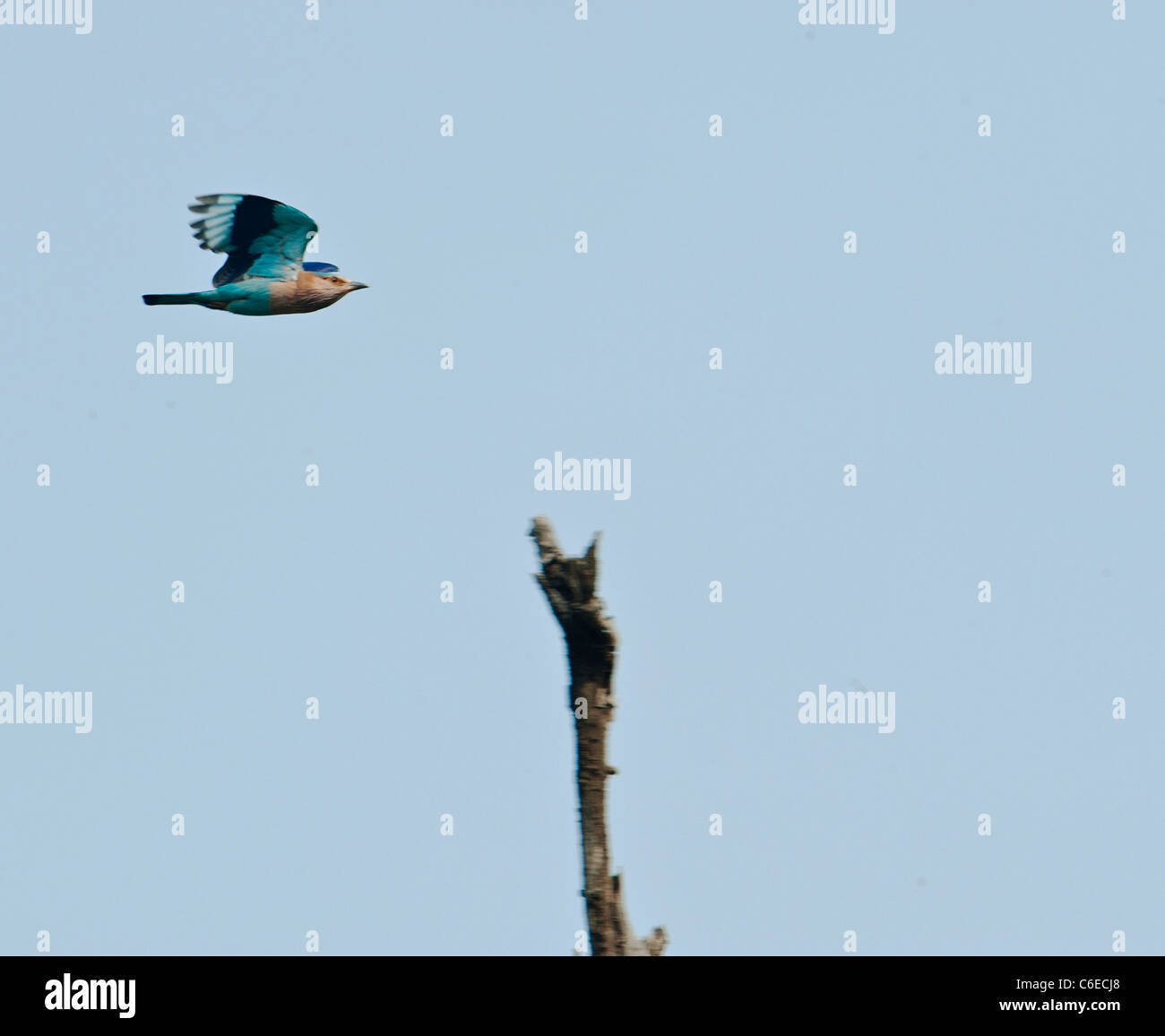 Chilla forest-Bird- Indian Roller in flight at Rajaji National Park ...