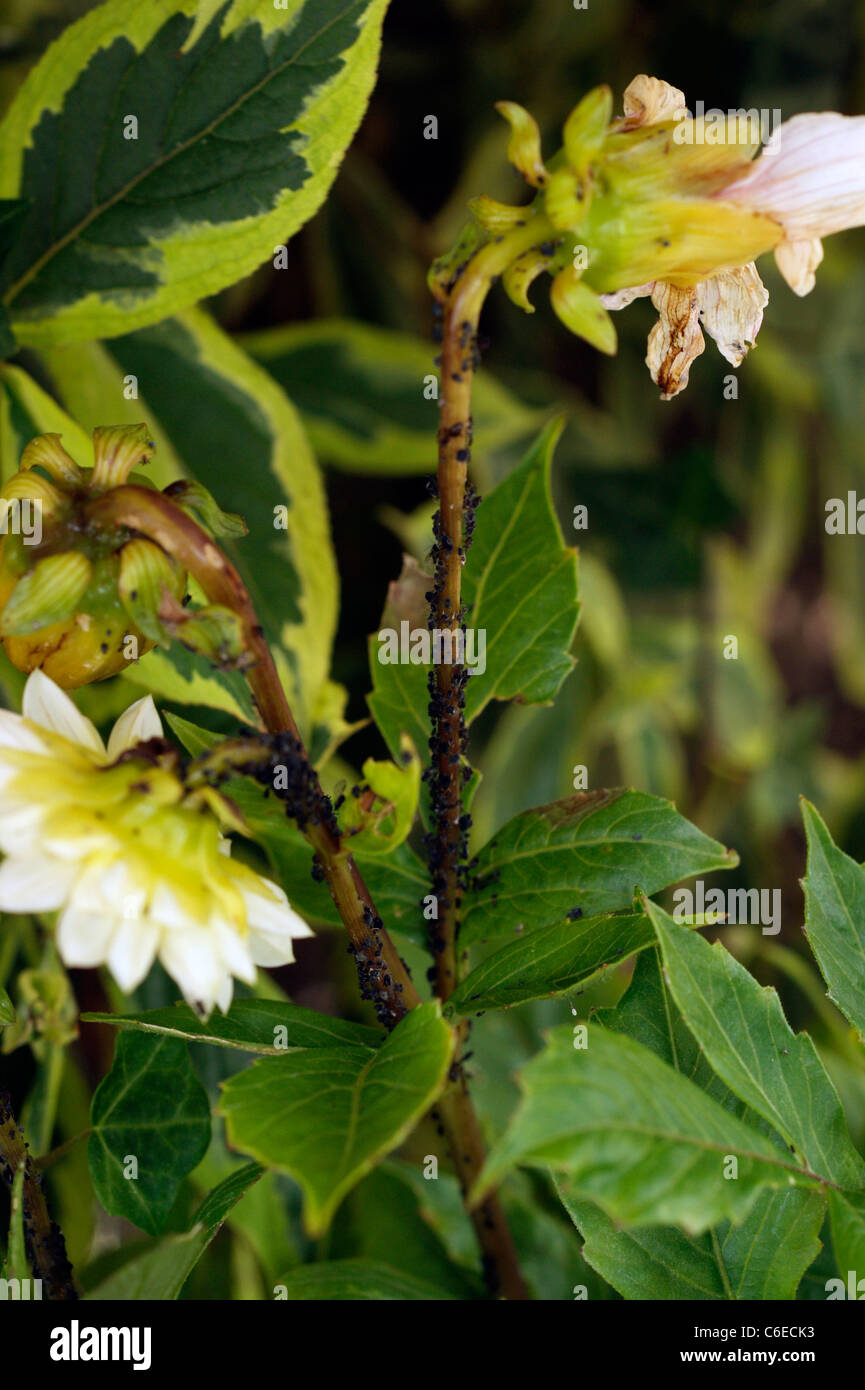blackfly (black fly) on dahlias flowers stems known to be susceptible ...