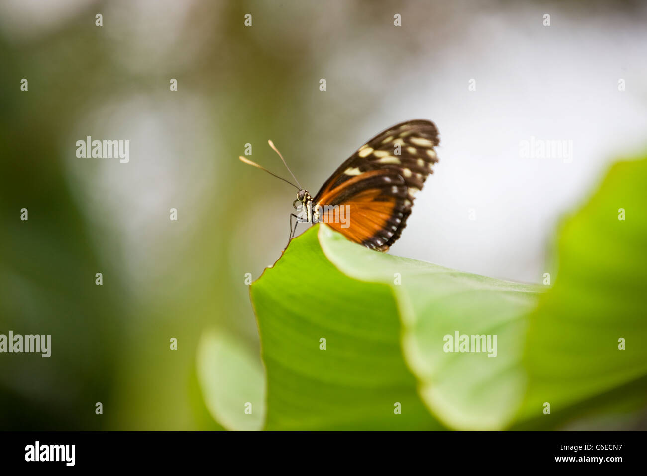 A Golden Helicon butterfly on a leaf, Heliconius hecale Stock Photo - Alamy