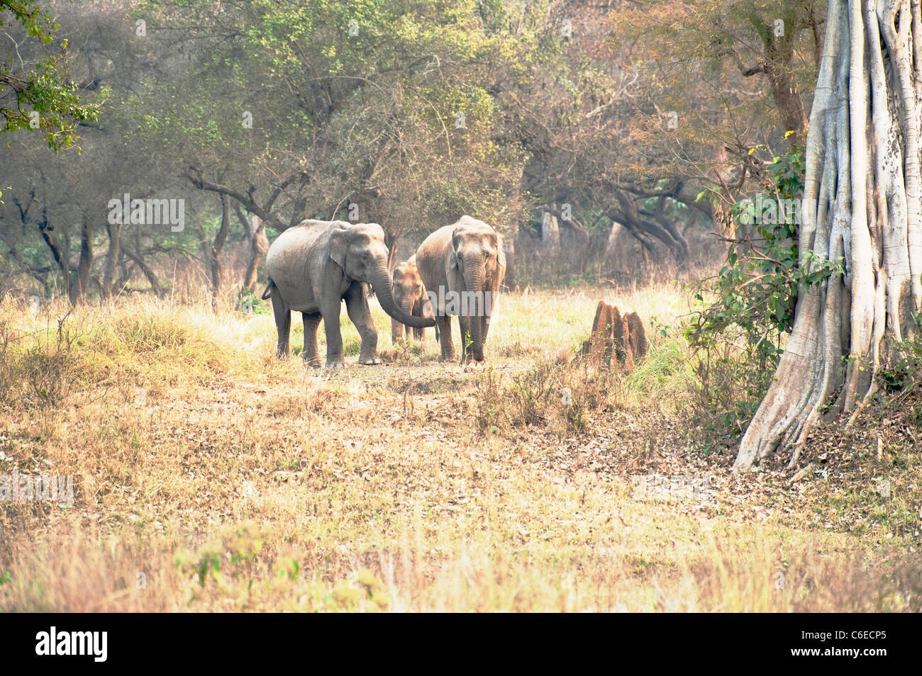 Elephant protecting young hi-res stock photography and images - Alamy
