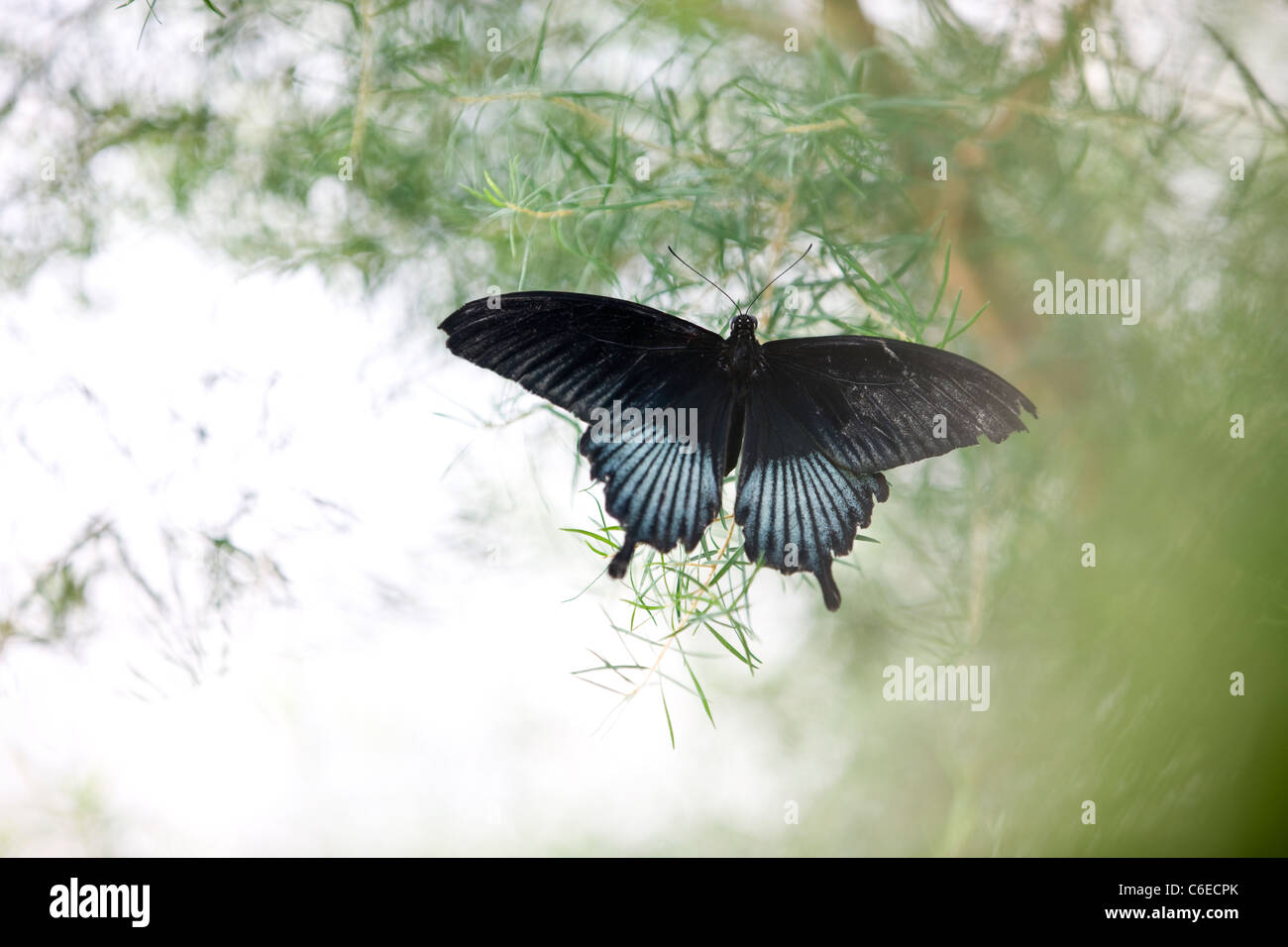 A Ascalaphus Swallowtail butterfly, Papilio ascalaphus on a tree Stock ...