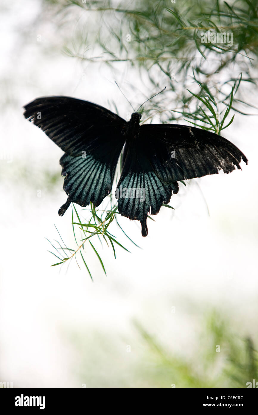 A Ascalaphus Swallowtail butterfly, Papilio ascalaphus on a tree Stock ...