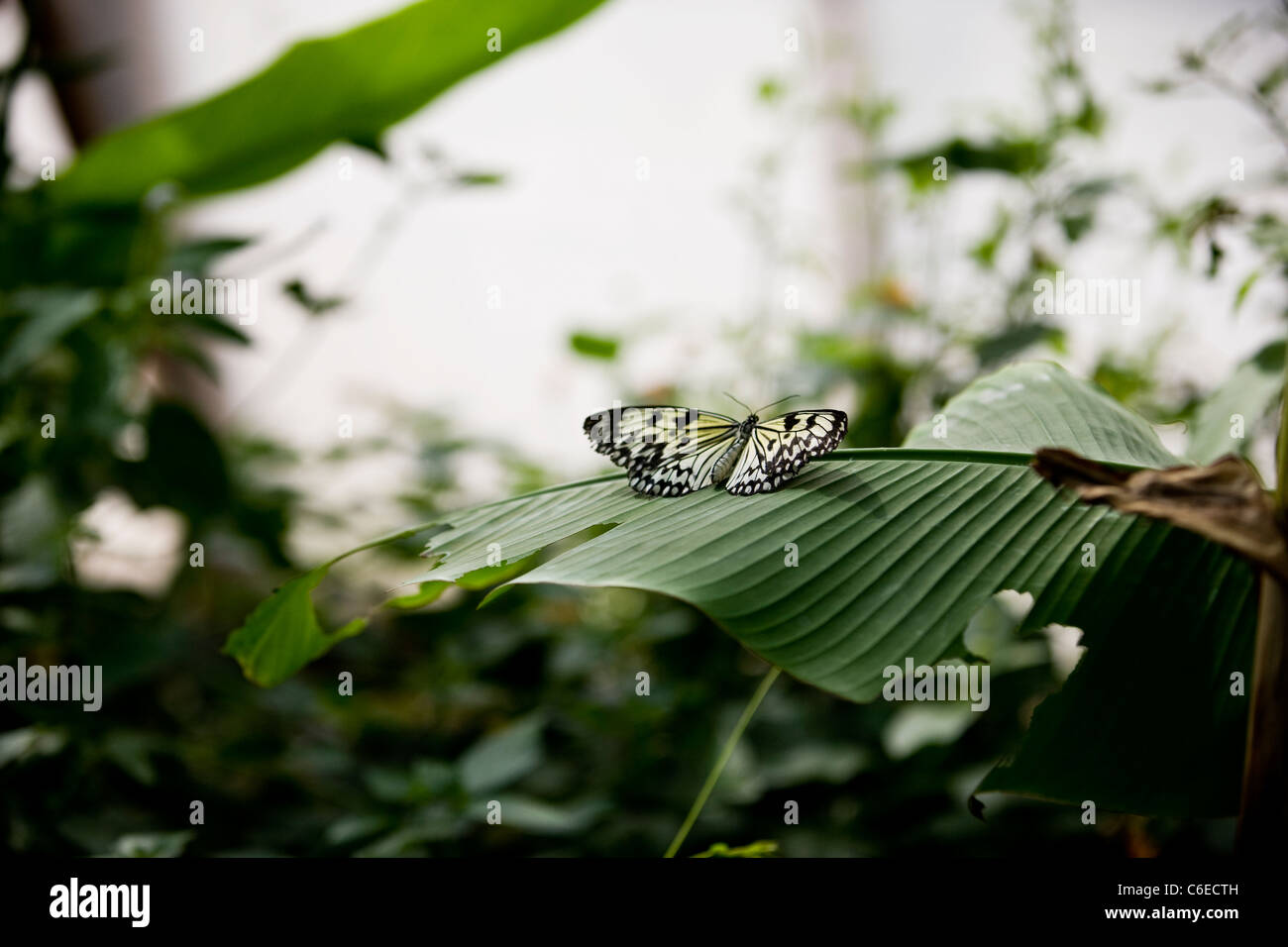 Malabar tree nymph hi-res stock photography and images - Alamy