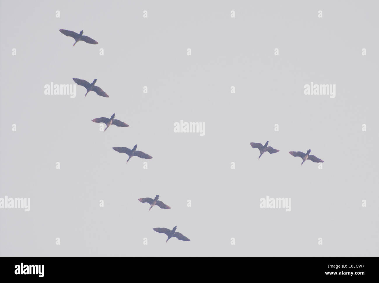 Bird flock hi-res stock photography and images - Alamy