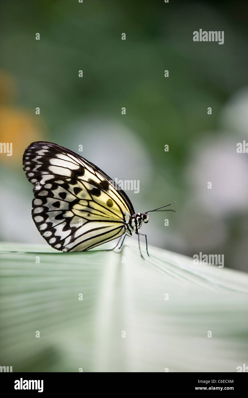 Malabar tree nymph hi-res stock photography and images - Alamy