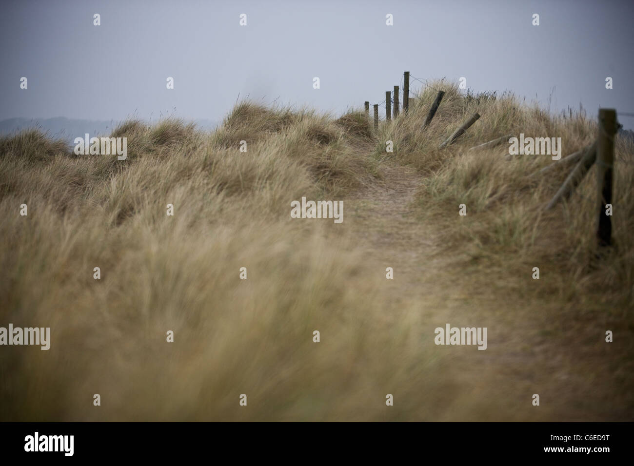 Sand dunes in winter Stock Photo - Alamy