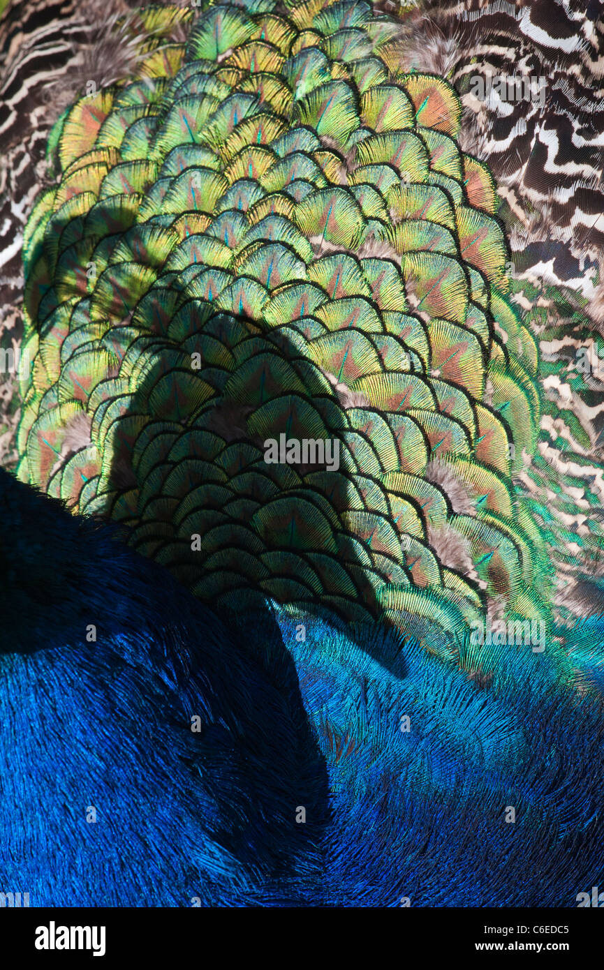 Peacocks head hi-res stock photography and images - Alamy