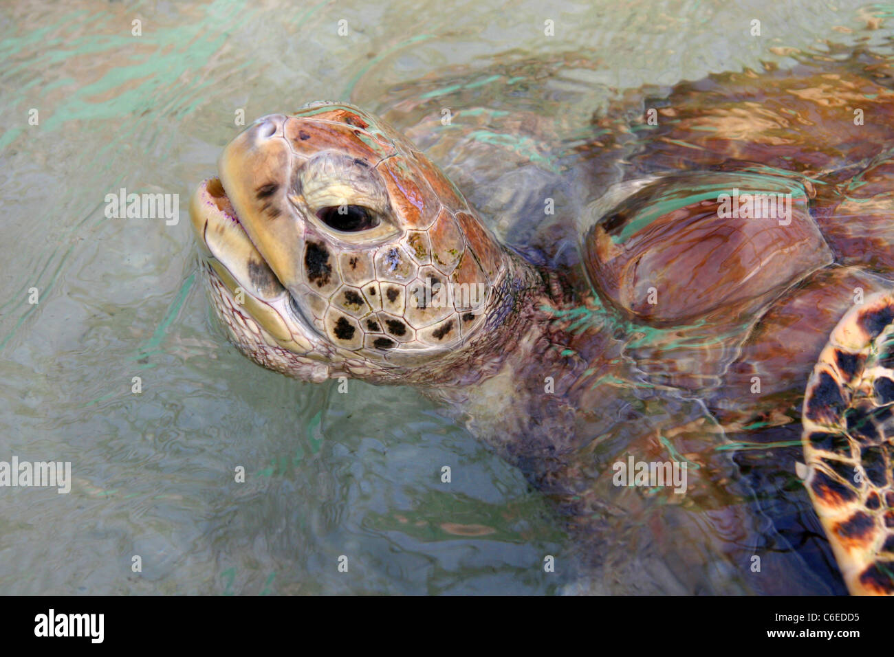 Turtle push up hi-res stock photography and images - Alamy