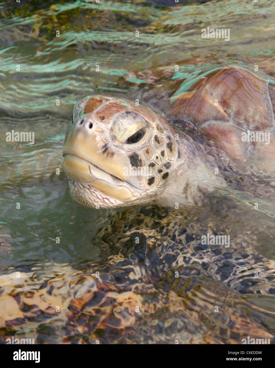 Turtle push up hi-res stock photography and images - Alamy