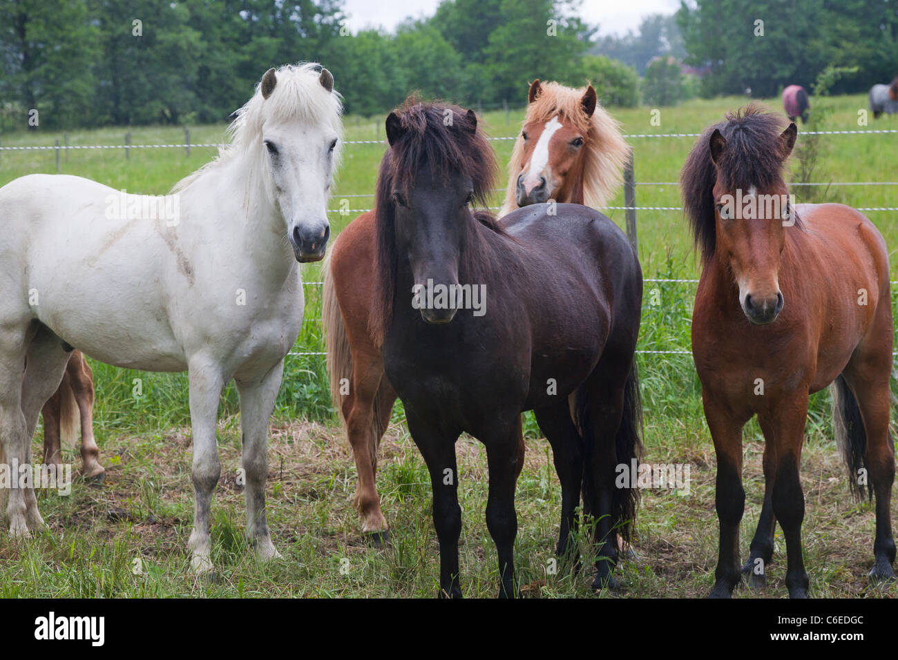 Chestnut coloured pony hi-res stock photography and images - Alamy