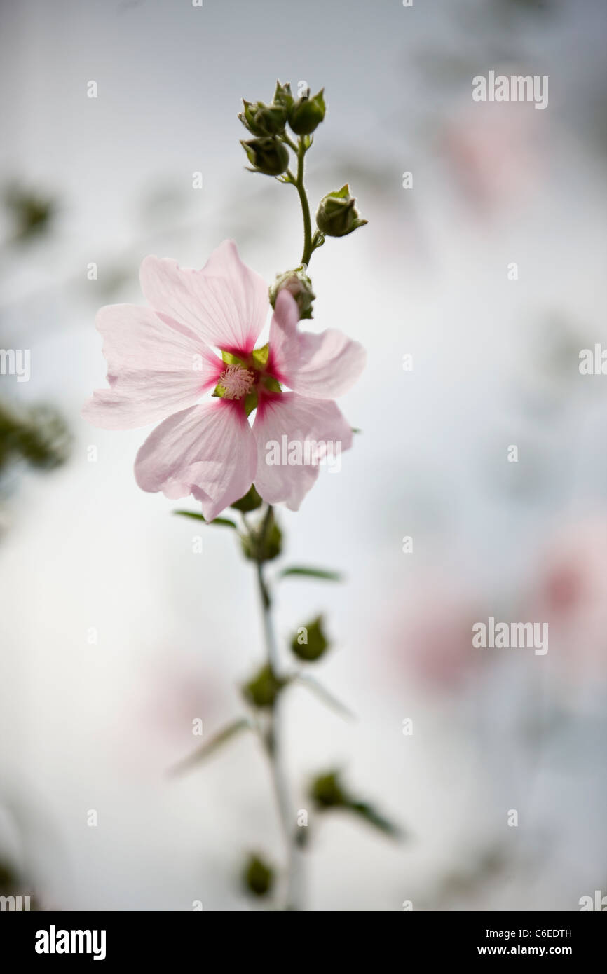 A pale pink prairie mallow in flower, Sidalcea Elsie Heugh Stock Photo ...