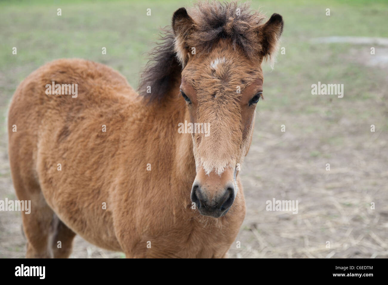Fur shedding hi-res stock photography and images - Alamy