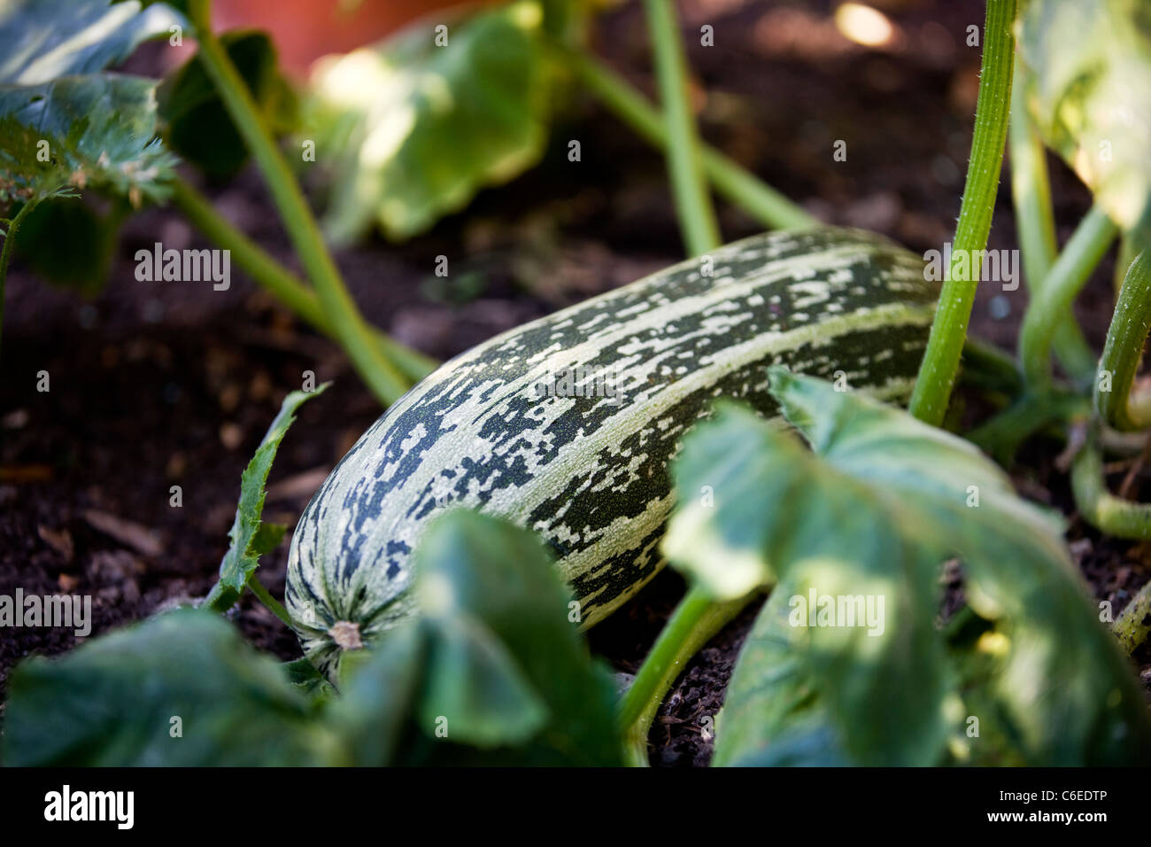 A marrow growing in a vegetable patch Stock Photo - Alamy
