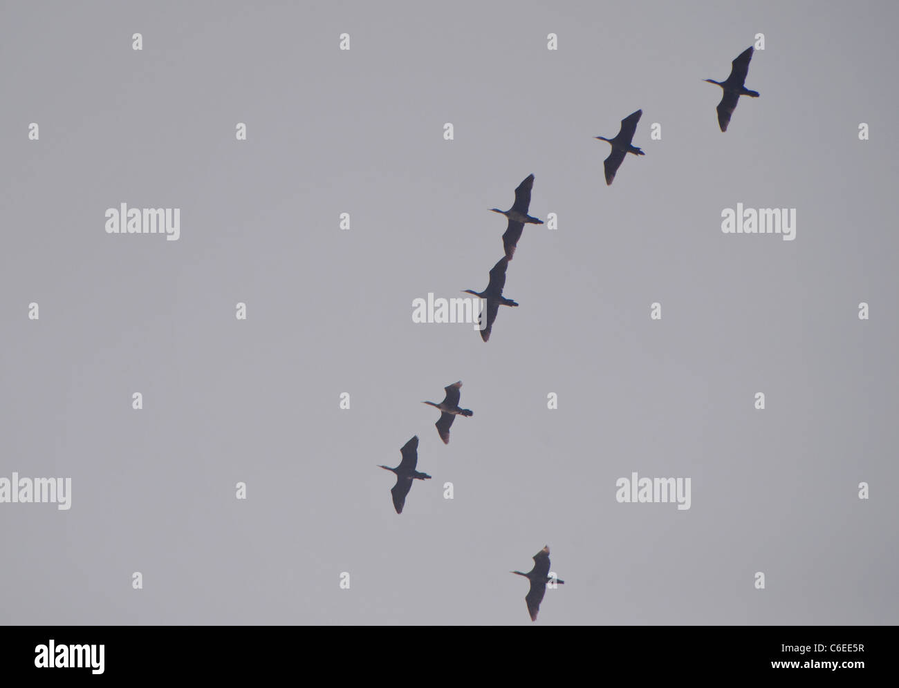 Bird-Flock of Hornbills in flight at Chilla Forest house -Rajaji ...