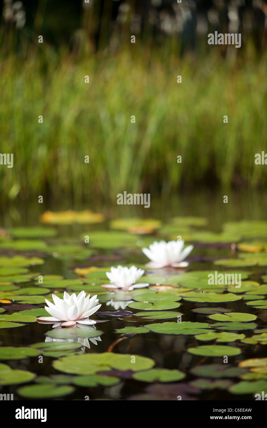 Floating flower garden hi-res stock photography and images - Alamy